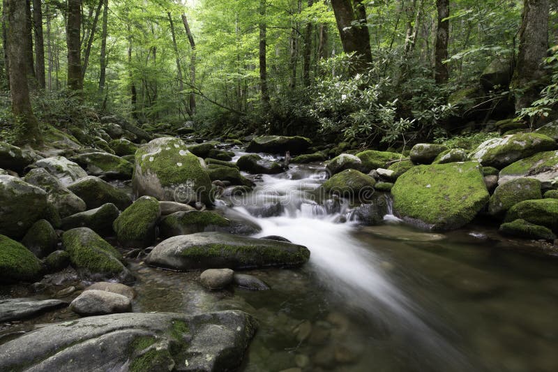 Smoky Mountain Stream stock photo. Image of butterflies - 338116440