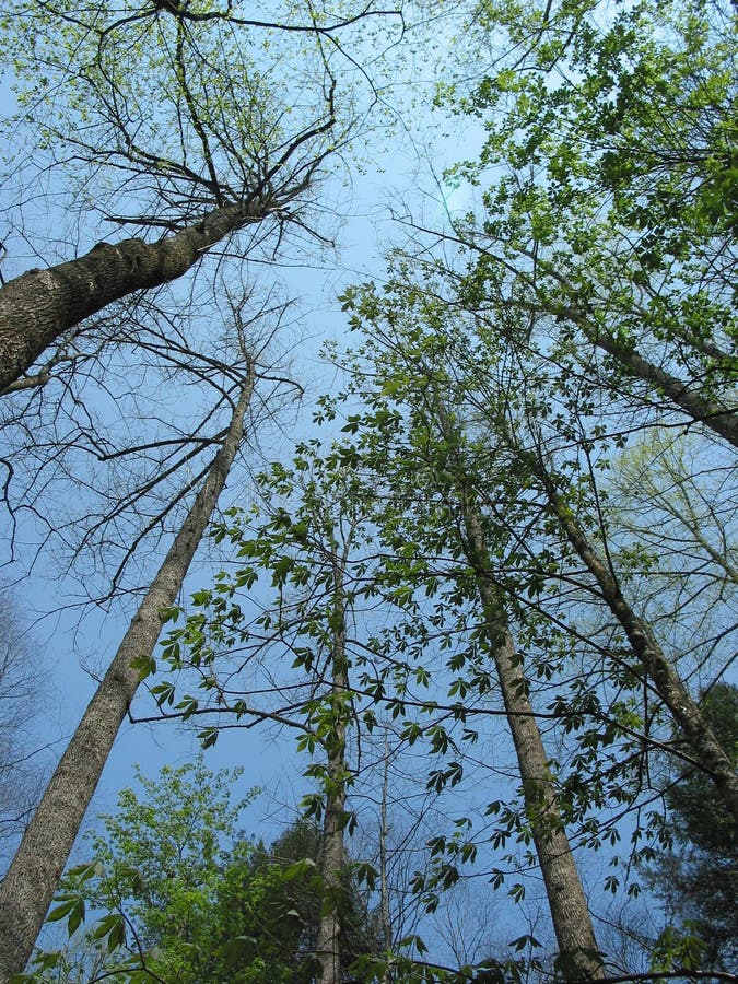 Smoky Mountains Tree Canopy Stock Image - Image of infront, background ...