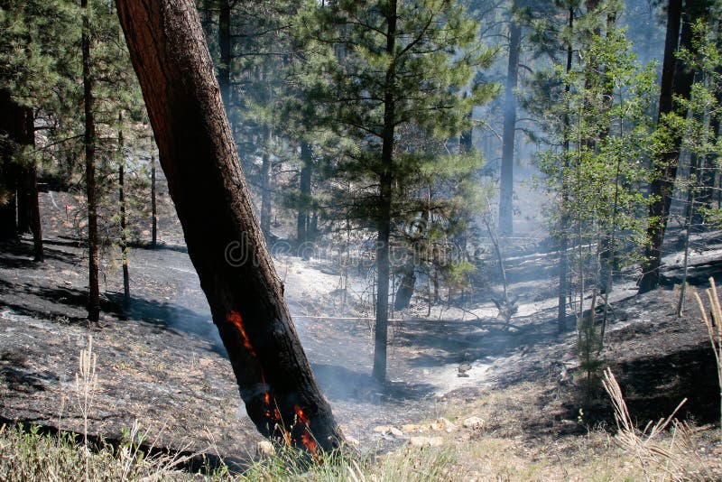 Smoldering forest fire stock image. Image of control - 176724363