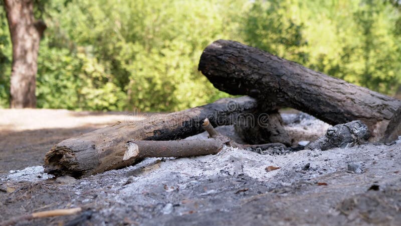 Smoldering Logs in Forest Clearing Stock Footage - Video of heat ...