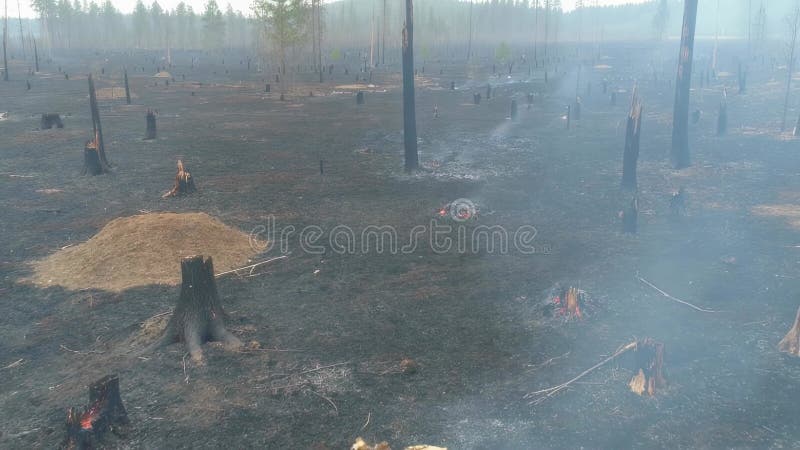Smoldering Peatland Fire Burning with Smoke in Devastated Forest Stock ...