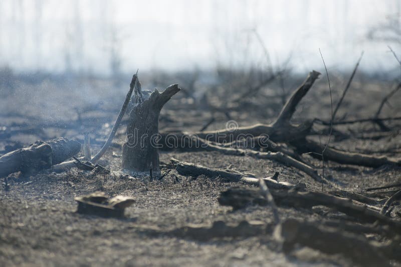 Smoldering Stump after Fire Stock Photo - Image of protect, heat: 119580662