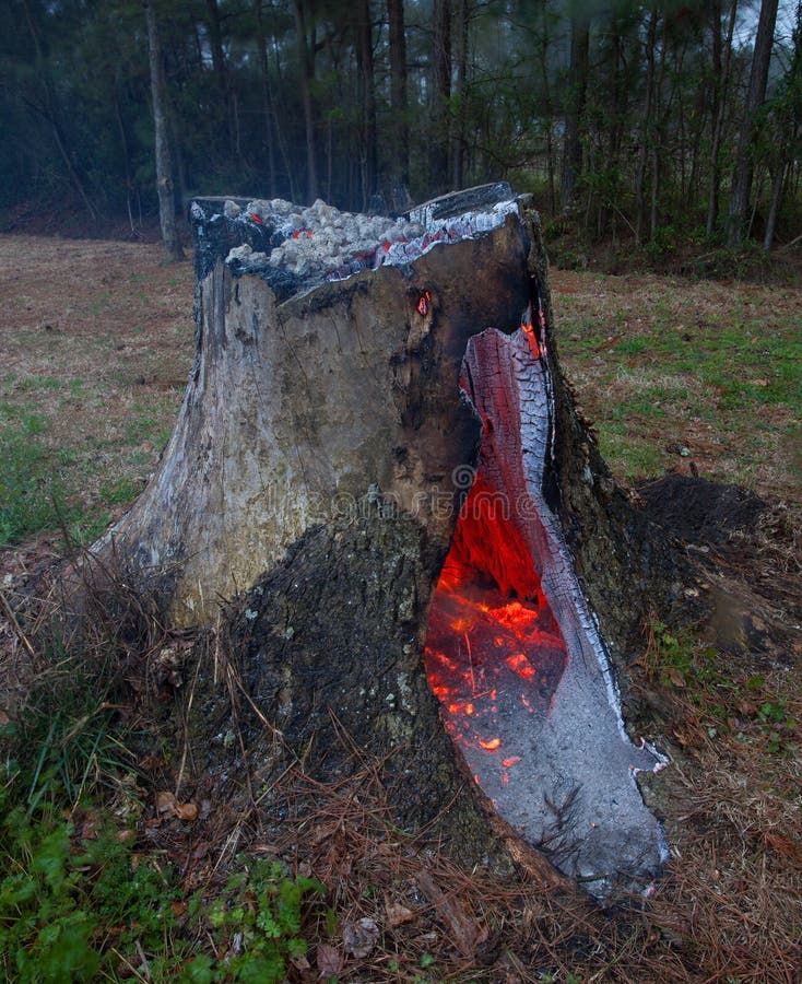 Smoldering stump stock photo. Image of tree, heat, bark - 41489620