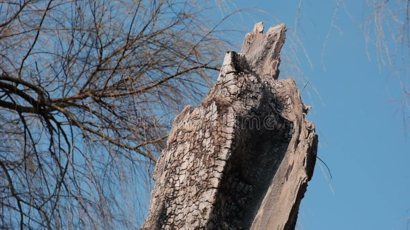 Smoldering Tree after Devastating Wildfire Stock Video - Video of ...