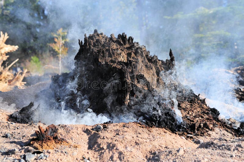 Smoldering Tree Stump stock photo. Image of heat, wildfire - 7280558
