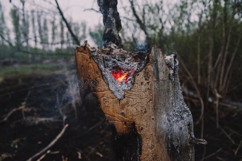 473 Log Smoldering Photos - Free & Royalty-Free Stock Photos from ...