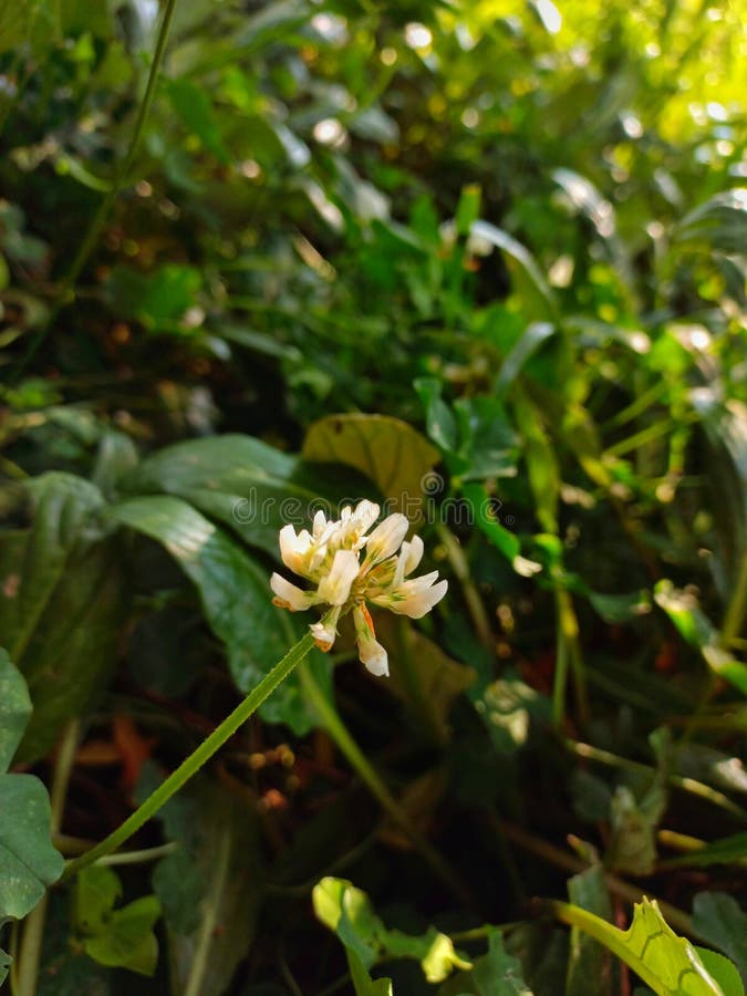 Smole flower ðŸŒ¼ stock image. Image of wildflower, tree - 261215383