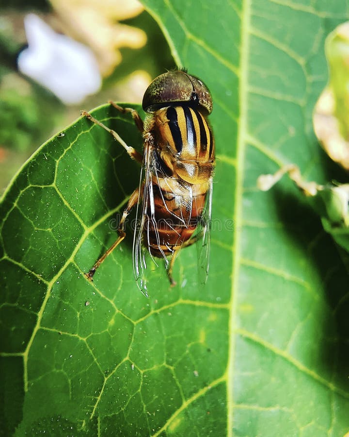 Smoll makhi leaf stock image. Image of smoll, leaf, makhi - 261006429