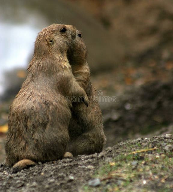 Smooch stock image. Image of rodent, mammal, hugging, animal - 173869