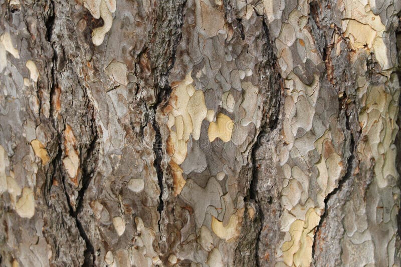 Smooth Abstract Tree Bark Texture Stock Image - Image of board ...