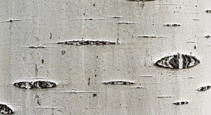A Smooth Aspen Tree Bark Texture with Light Gray Tones and Faint Black ...