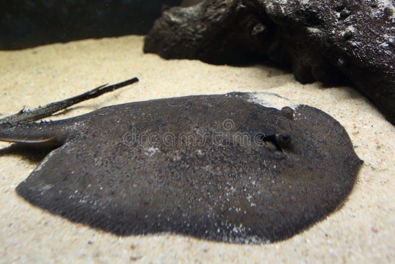 Smooth-back river stingray stock image. Image of potamotrygon - 109172851