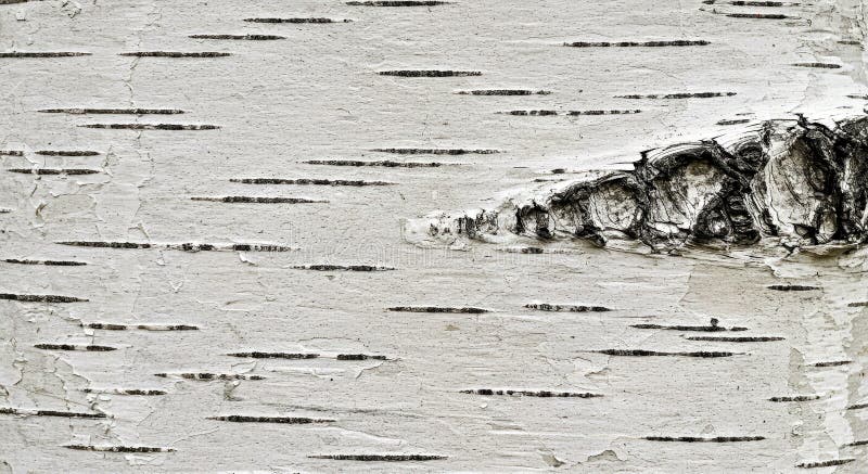 A Tree Bark Texture Inspired by Birch Trees, Featuring Smooth, Pale ...