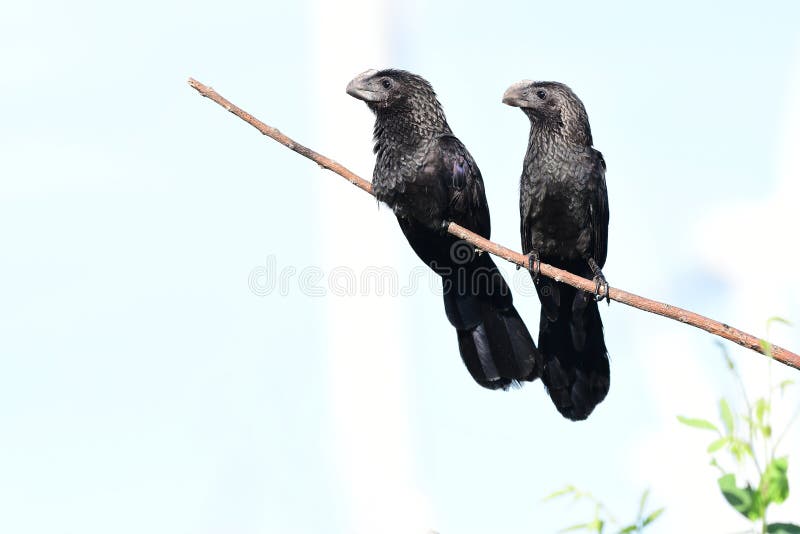 Smooth-Billed Ani or Crotophaga Ani Stock Image - Image of wildlife ...