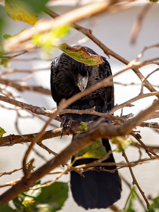 Smooth-billed Ani stock image. Image of birding, beautiful - 195400539