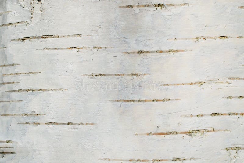 Smooth birch bark texture stock image. Image of birch - 2232425