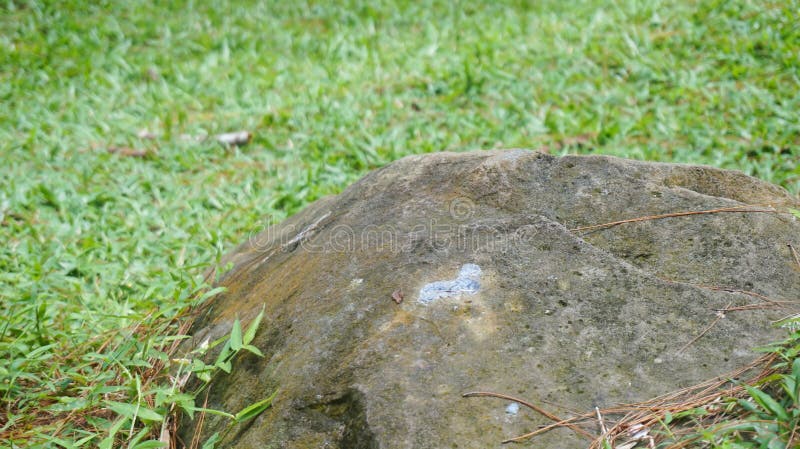 Smooth Boulder Moss Forest Field Stock Photos - Free & Royalty-Free ...