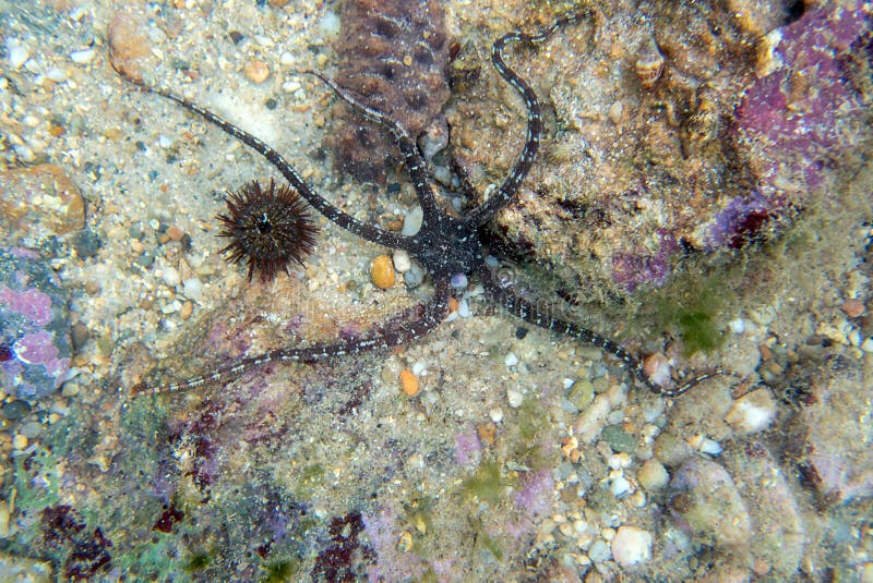 Smooth Brittle Star - Ophioderma Longicauda Stock Image - Image of ...