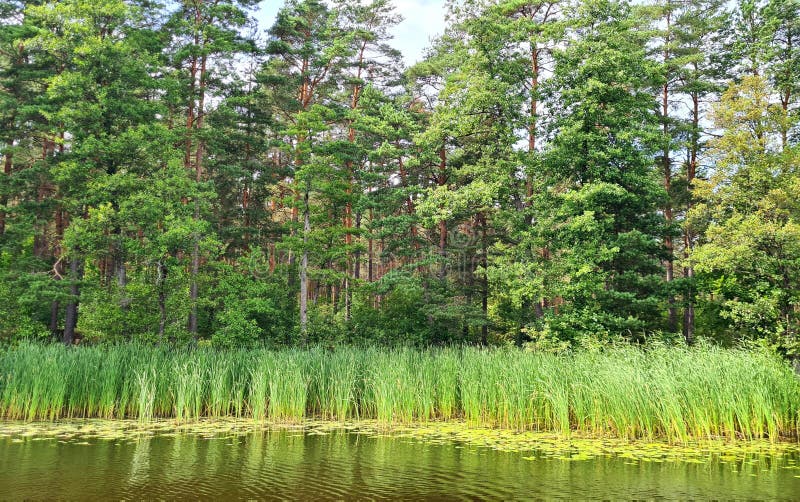 Smooth Calm Water Surface on Lake among Thickets and Algae in Summer ...