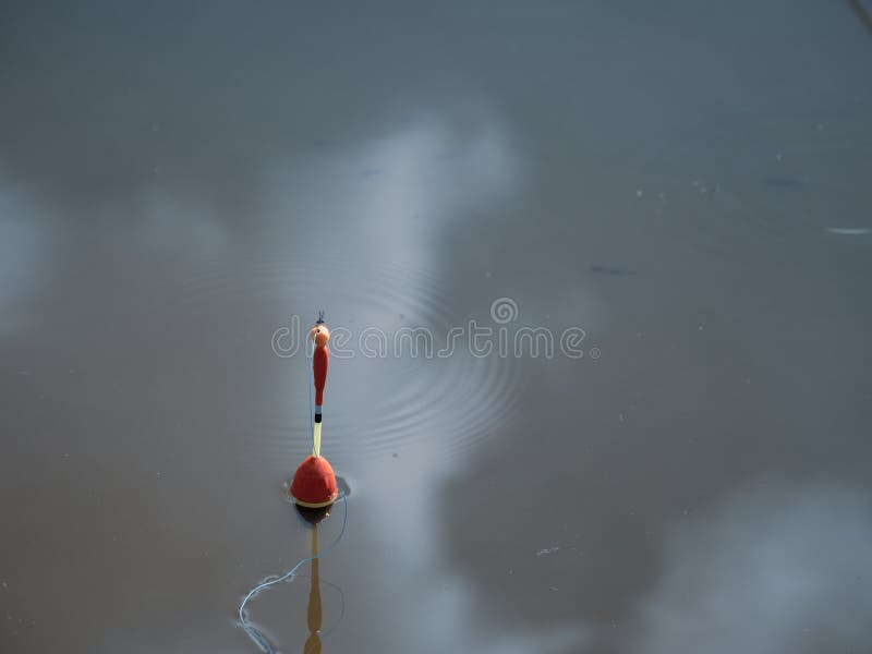 In a Smooth Calm Water Swims a Fishing Pose Stock Image - Image of cute ...