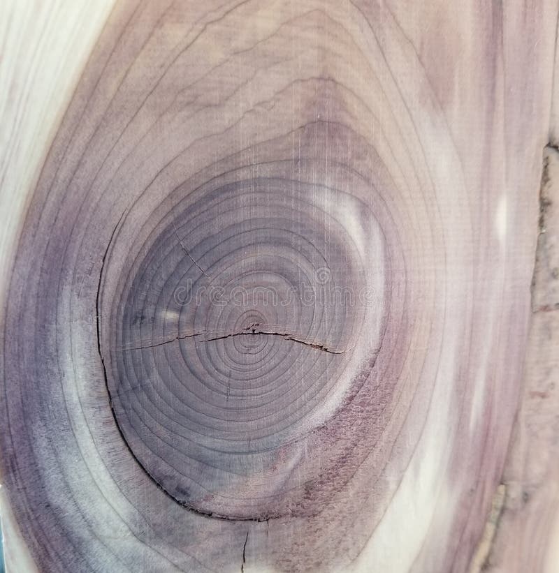 Cedar knot stock photo. Image of smooth, knot, cedar - 132763860