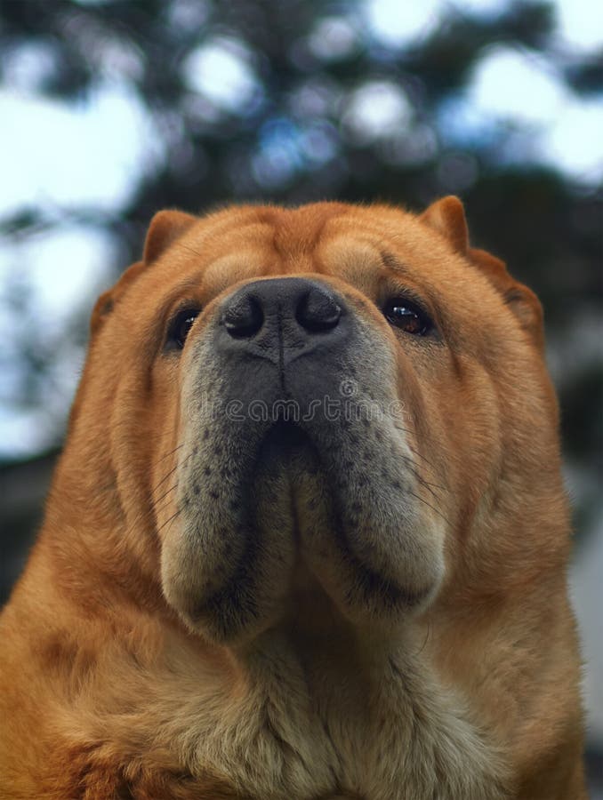 A Smooth Chow Puppy Portrait Stock Photo - Image of chow, portrait ...