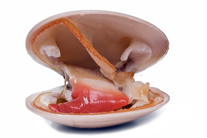 Smooth clam. stock image. Image of clams, meat, cooking - 13529013