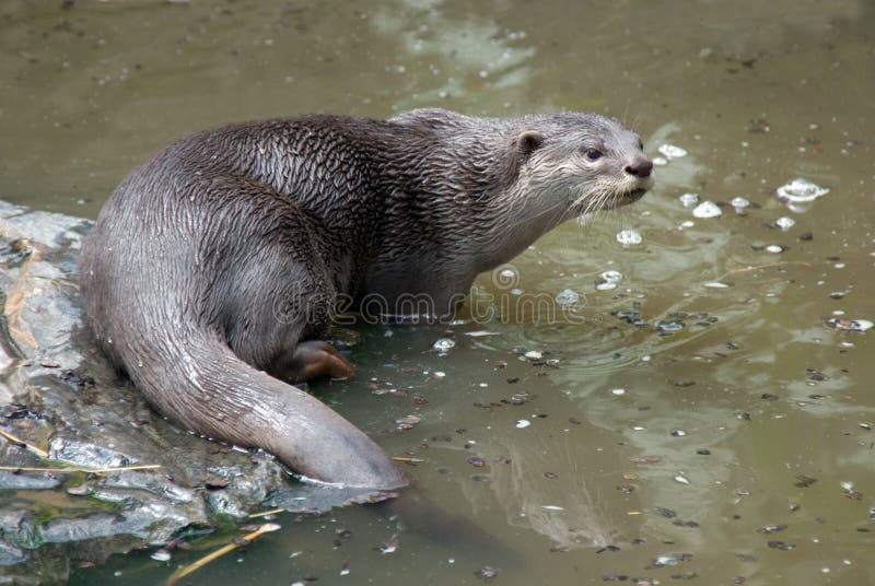 Smooth Coated Otter stock photo. Image of endangered - 14898370