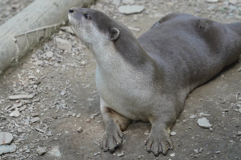 Smooth-coated Otter Looking Out Stock Photo - Image of mammalia, face ...