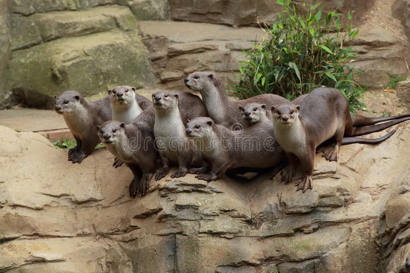 Smooth coated otters stock photo. Image of indian, perspicillata ...