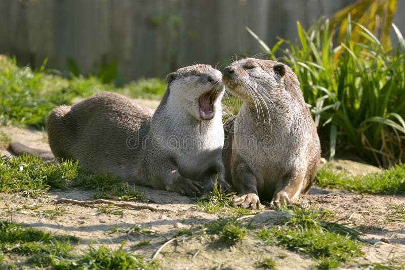 Smooth-coated otters lying stock image. Image of brown - 150831947