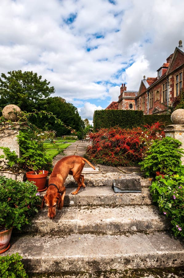 Red Labrador Sniffing Around on Some Old Stone Steps. Stock Image ...