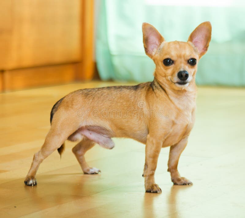 Russkiy Toy stock photo. Image of miniature, white, canine - 45498806