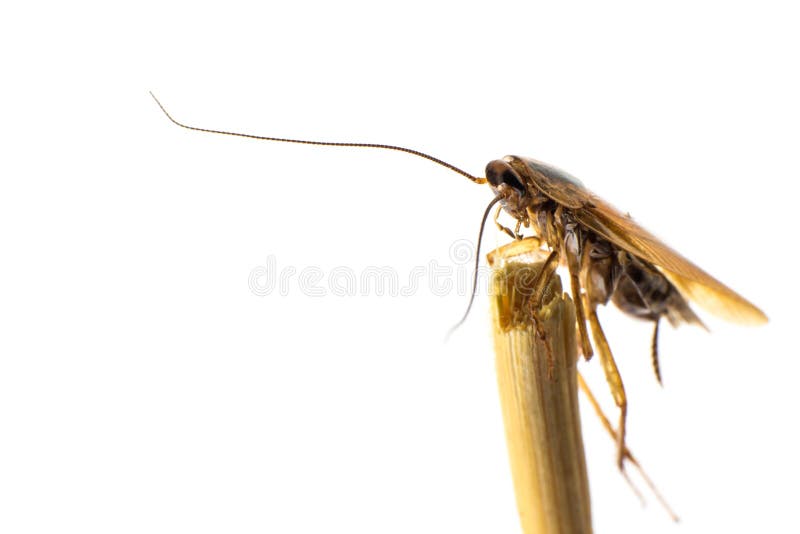 Smooth cockroach stock image. Image of infestation, color - 38297117