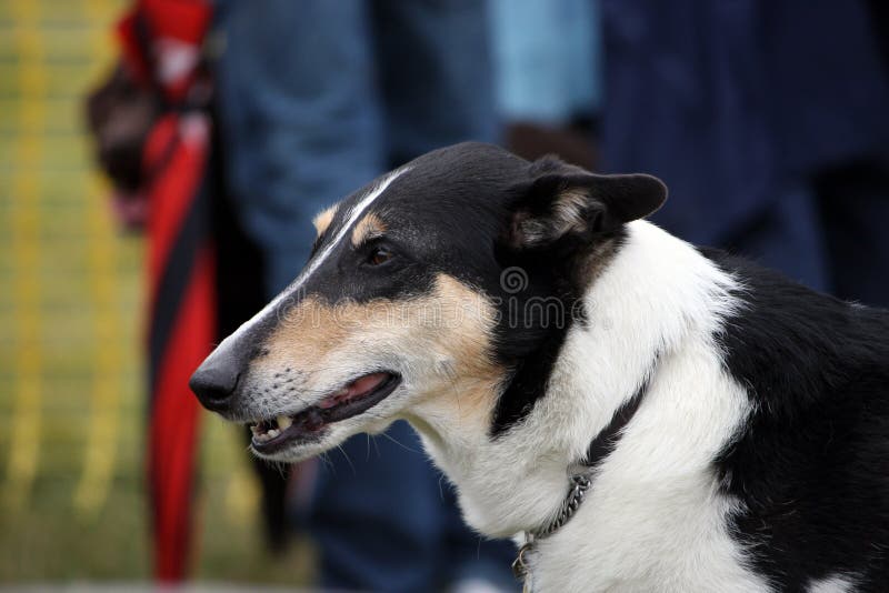 Collie dog in profile stock photo. Image of happy, countryside - 3723524