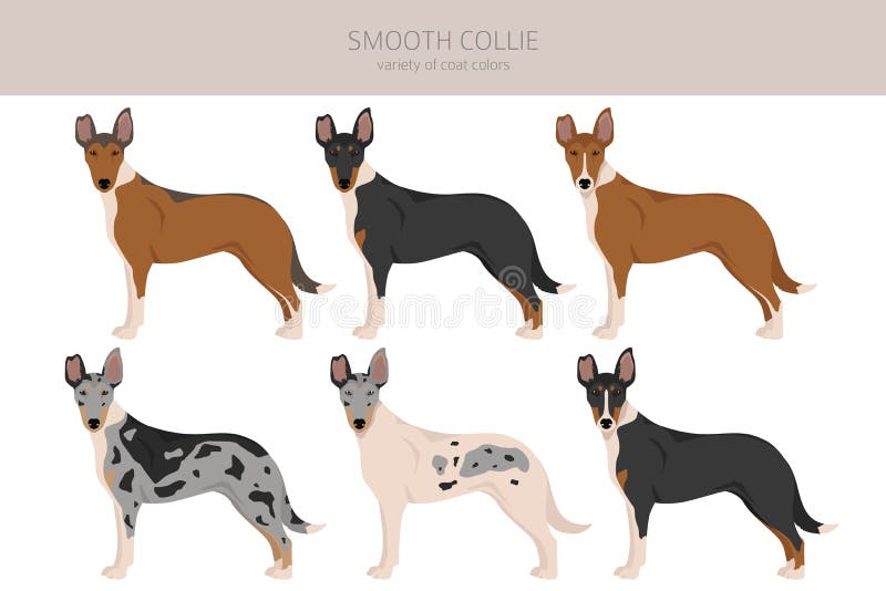 Smooth Collie Coat Colors, Different Poses Clipart Stock Vector ...