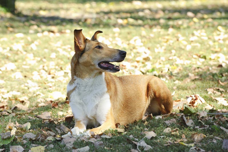 Smooth Collie dog stock photo. Image of portrait, cute - 27170714