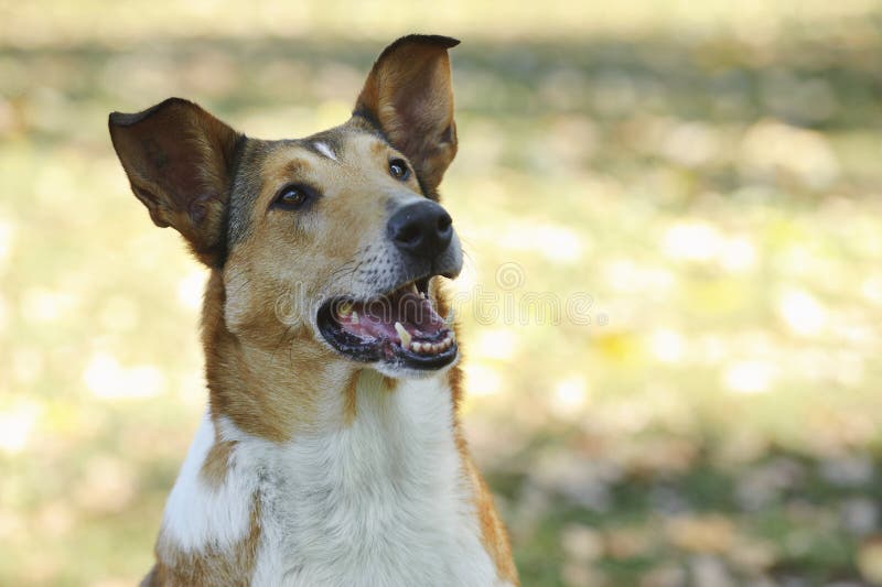 Smooth Collie dog stock photo. Image of portrait, cute - 27170714