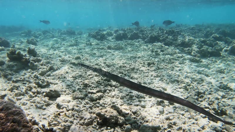 Smooth Cornetfish in Red Sea Egypt Stock Video - Video of fish ...