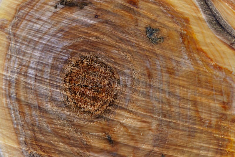 Tree Rings Texture Background Stock Illustration - Illustration of ...