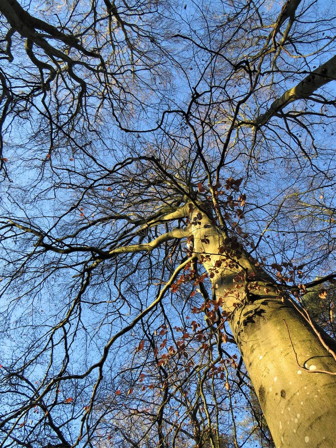 Smooth Beech Tree Trunk and Branches Leafless in the Warm Late Fall ...