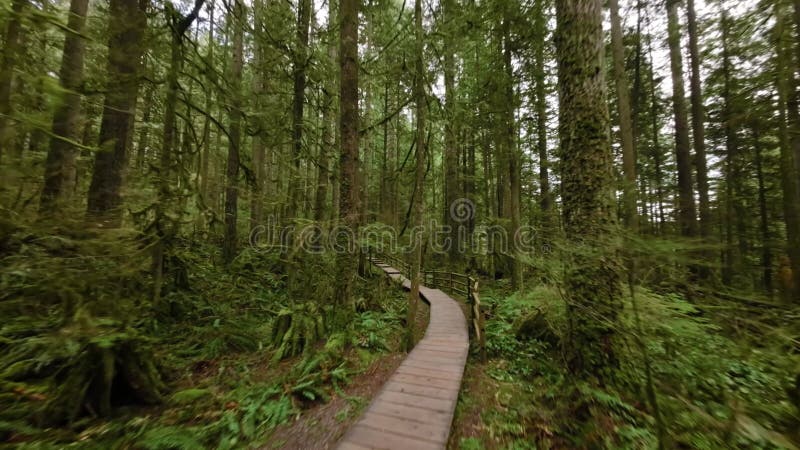 Smooth Flight Along the Path between the Trees Close To Branches Stock ...