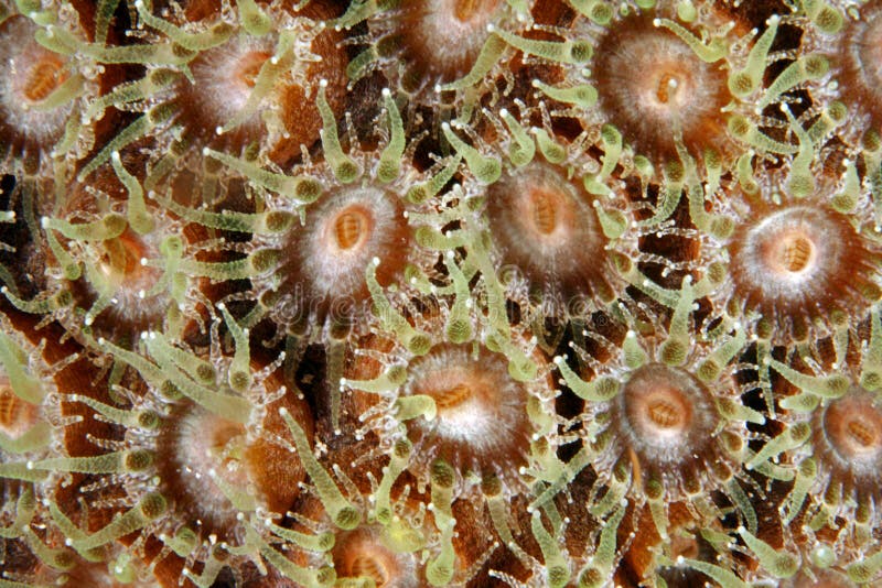 Smooth Flower Coral (Eusmilia Fastigiata) Stock Image - Image of island ...