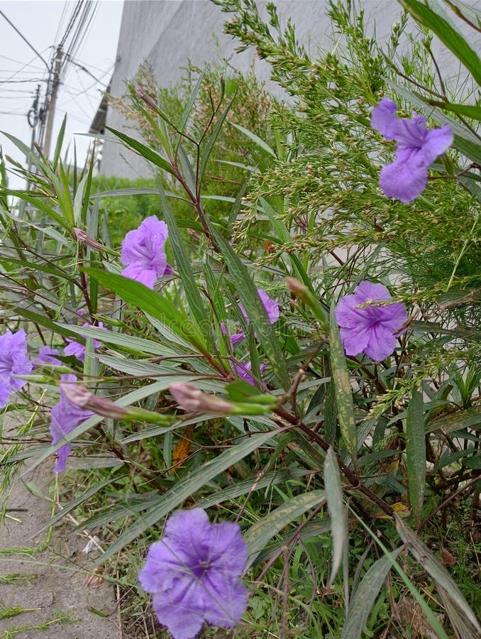 Smooth Flower Name Bogenvil Stock Image - Image of bogenvil, garden ...