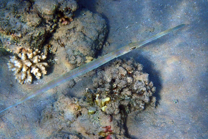 Smooth Flutemouth (Fistularia Commersonii) Fish Stock Image - Image of ...