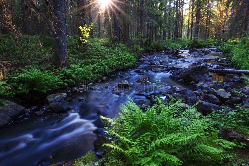 Smooth Forest Stream in the Evening Light Stock Photo - Image of peace ...