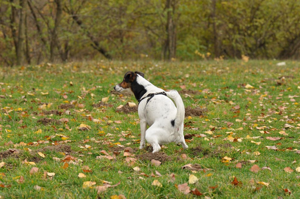 Fox Pooping Stock Photos - Free & Royalty-Free Stock Photos from Dreamstime