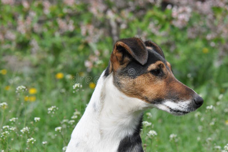 Smooth Fox Terrier Portrait Stock Photo - Image of fluffy, beast: 92490098