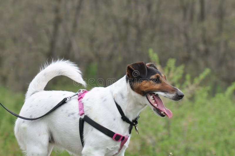 Dog walk on the meadow. stock photo. Image of grow, bugloss - 114501296