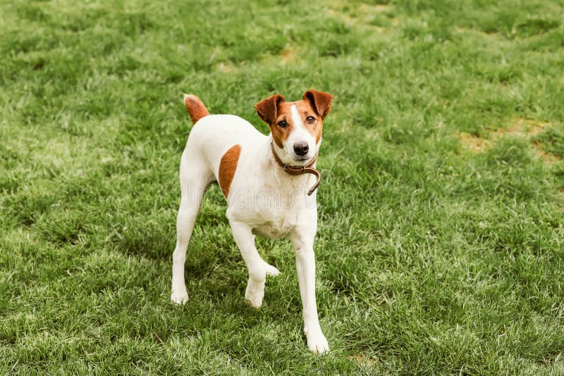 Smooth Fox Terrier Sitting in a Grass Stock Photo - Image of happy ...